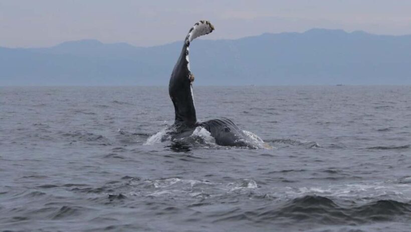 Puerto Vallarta: Whale Watching Encounter - Value and Price