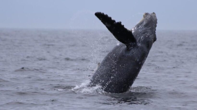 Puerto Vallarta: Whale Watching Encounter - The Experience: What We Loved