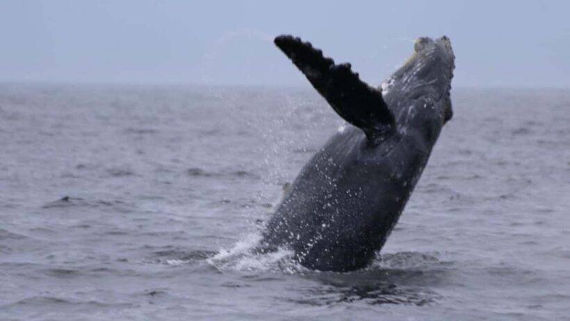 Puerto Vallarta: Whale Watching Encounter - Who Will Love This Tour?