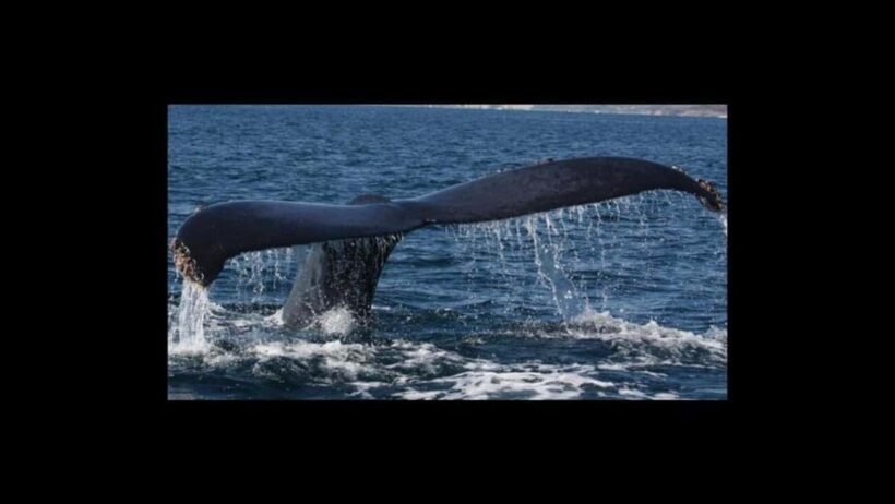 Puerto Vallarta: Whale Watching Encounter - Final Thoughts