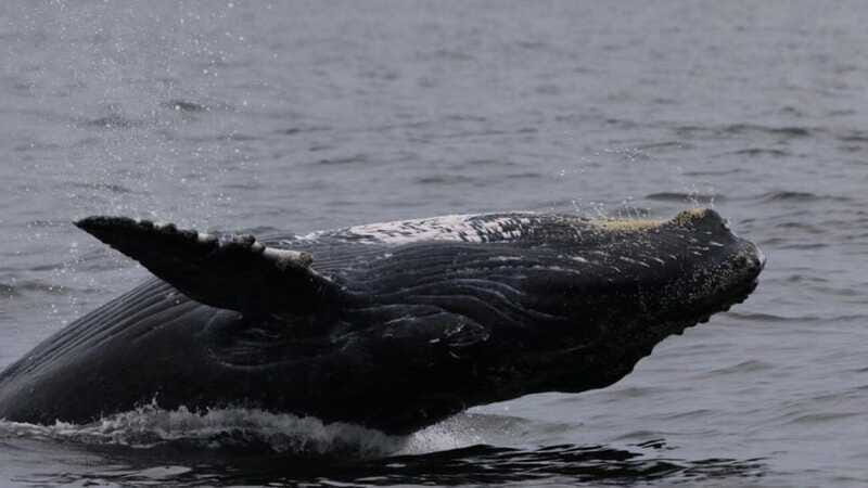 Puerto Vallarta: Whale Watching Encounter - FAQ