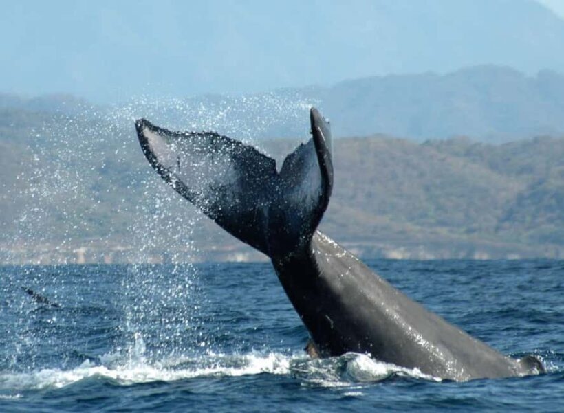 Puerto Vallarta: Whale Watching on Catamaran - Key Points