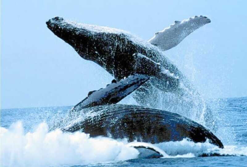 Puerto Vallarta: Whale Watching on Catamaran - Pricing and Value