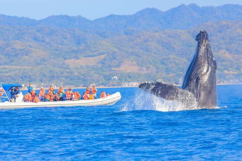 Puerto Vallarta: Whale Watching Photo Safari - The Experience in Detail