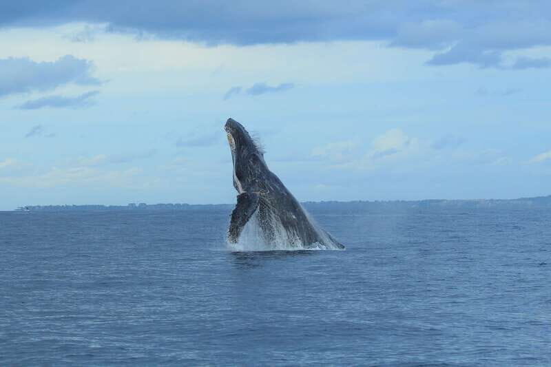 Puerto Vallarta: Whale Watching Photo Safari - Who Will Love This Tour?