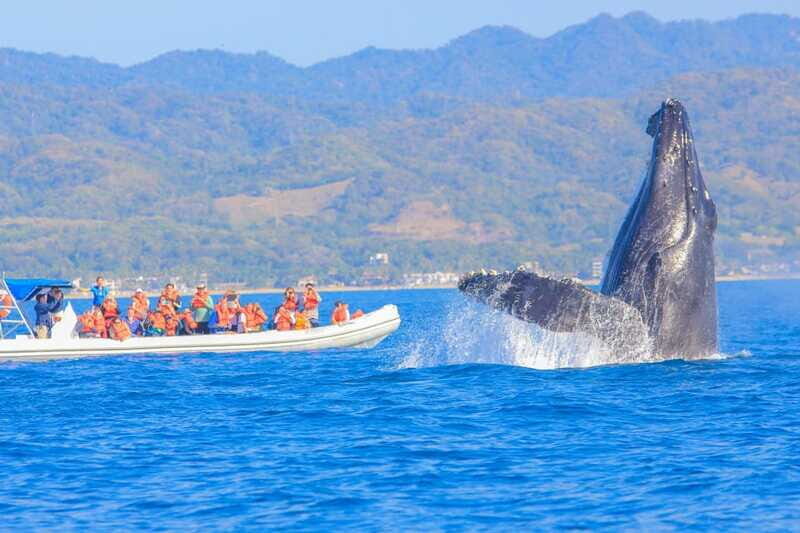 Puerto Vallarta: Whale Watching Photo Safari - How This Tour Compares