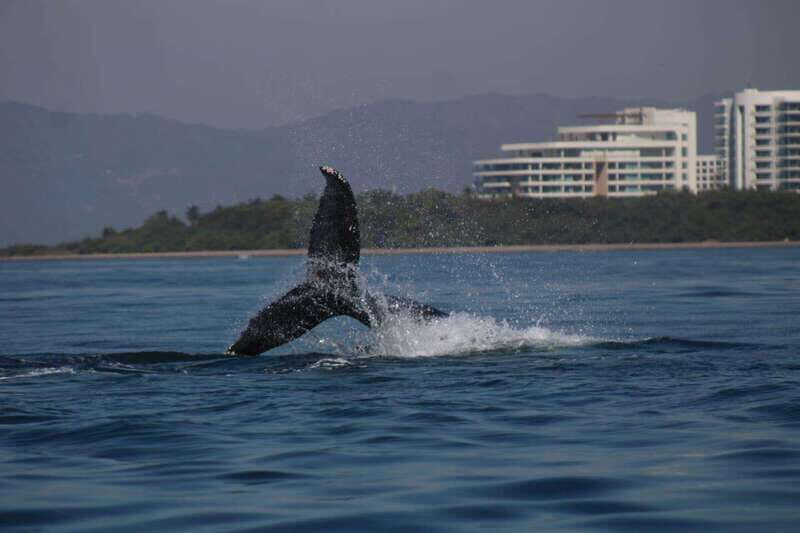 Puerto Vallarta: Whale watching - Key Points