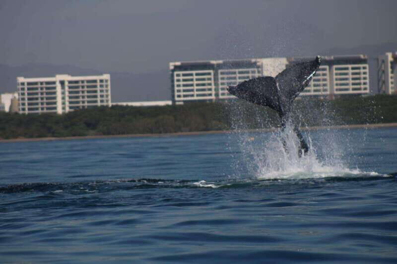 Puerto Vallarta: Whale watching - Discover the Beauty of Puerto Vallarta’s Marine Wildlife