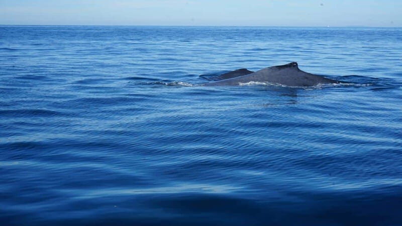Puerto Vallarta: Whale watching - Who Will Love This Tour?