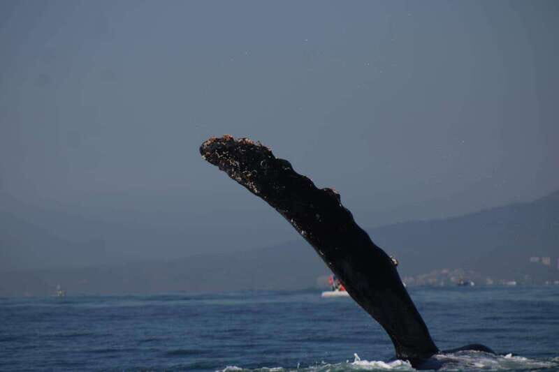 Puerto Vallarta: Whale watching - Final Thoughts