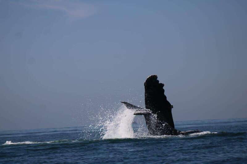 Puerto Vallarta: Whale watching - FAQ
