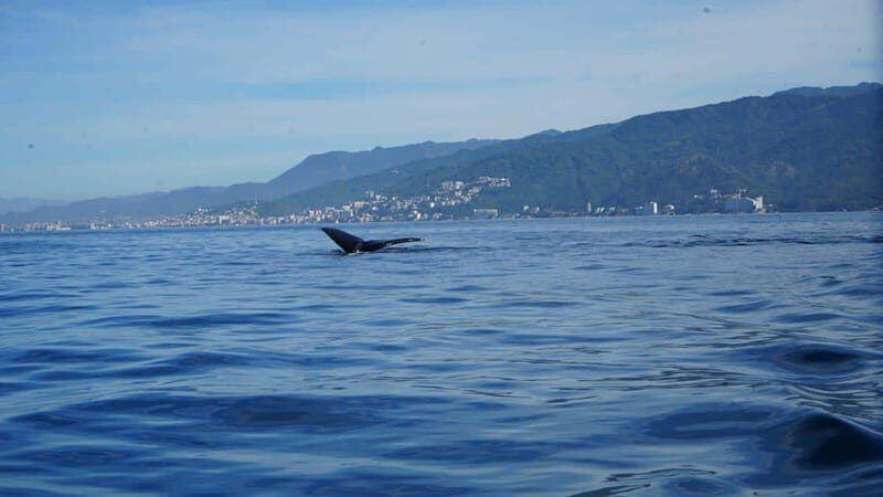 Puerto Vallarta: Whale Watching with Guide - An In-Depth Look at the Whale-Watching Experience