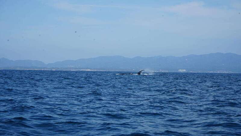 Puerto Vallarta: Whale Watching with Guide - FAQs