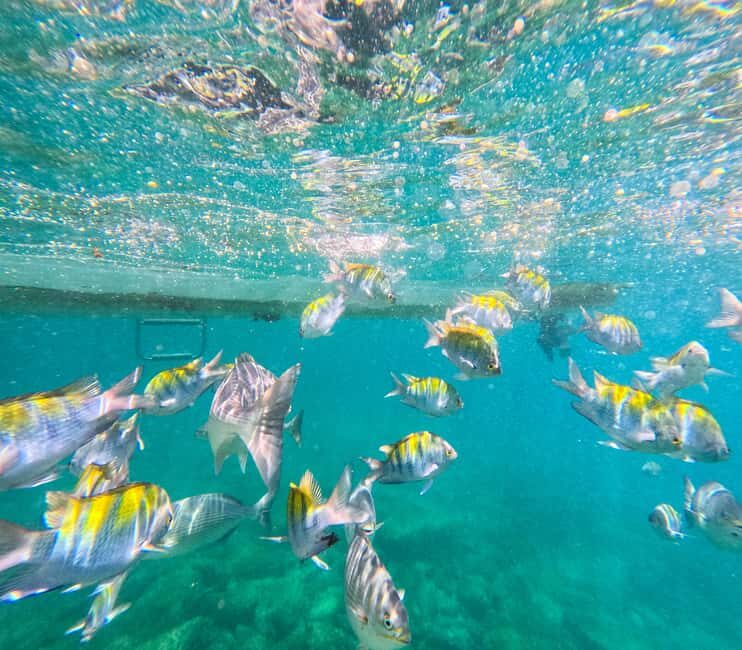 Puerto Vallarta: Zipline Tour, Snorkel & Secret Beach Escape - The Itinerary Breakdown