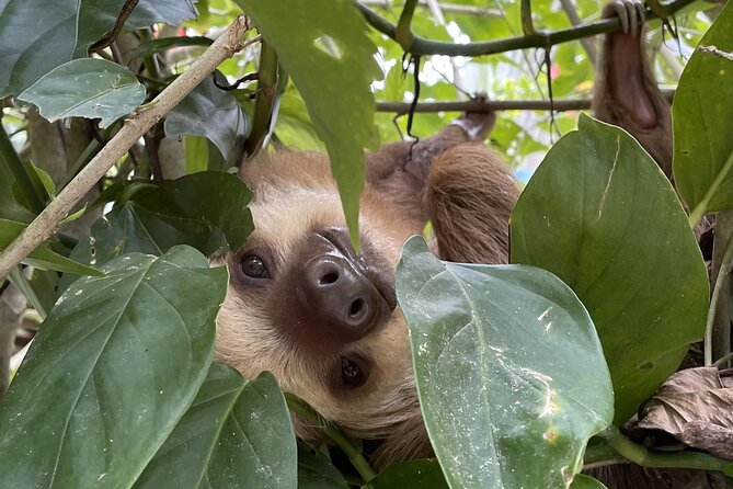 Puerto Viejo Sloth Jungle and River Kayaking Tour - Key Points