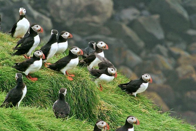 Puffin and Volcano Tour with Ebbi - Key Points