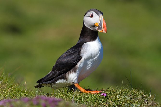 Puffin and Volcano Tour with Ebbi - Practical Details and Considerations