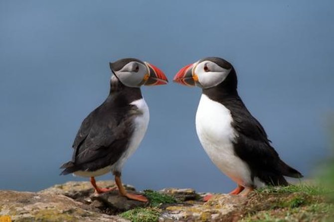Puffin Cruise With Expert Tour Guide Review - About Your Stay