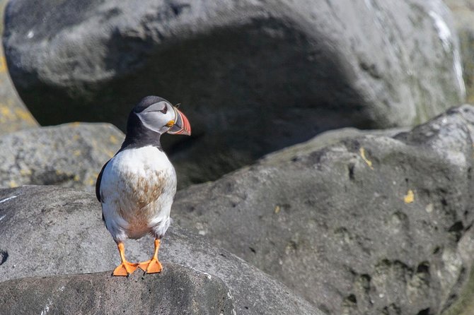 Puffin Cruise With Expert Tour Guide Review - Personalized Tour Experience