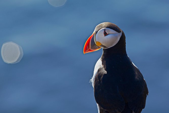 Puffin Cruise With Expert Tour Guide Review - Cancellation and Booking Policies