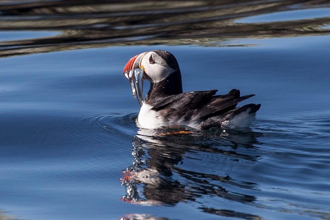 Puffin Cruise With Expert Tour Guide Review - Positive Guest Feedback and Recommendations