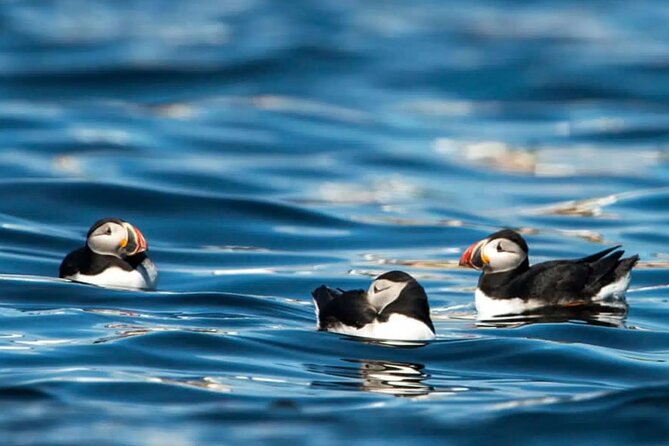 Puffin Safari Boat Tour - Traveler Reviews and Feedback