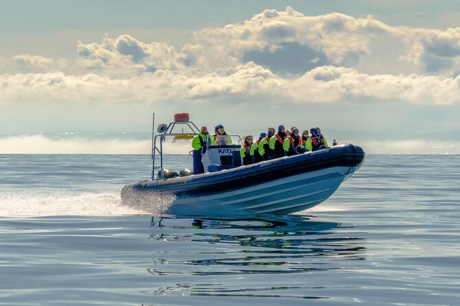 Puffin Watching Speedboat Express - What to Expect on the Tour
