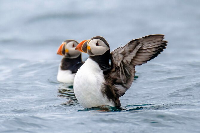 Puffin Watching Speedboat Express - Final Thoughts: Is It Worth It?
