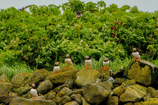 Puffin Watching Speedboat Express - FAQs