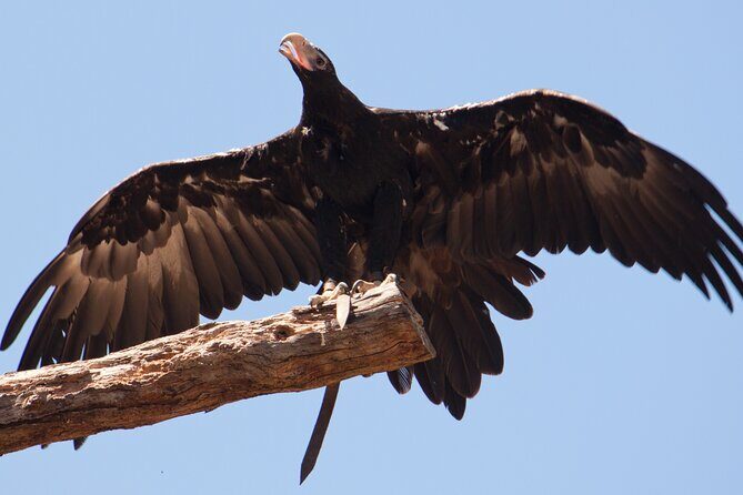 Puffing Billy And Healesville Sanctuary Scenic Tour - Practical Details & What You’ll Experience