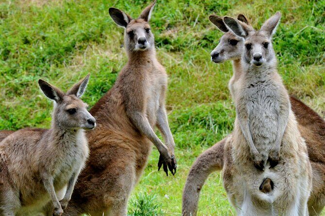 Puffing Billy And Healesville Sanctuary Scenic Tour - Considerations for Travelers