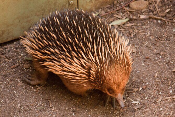 Puffing Billy And Healesville Sanctuary Scenic Tour - The Value and Overall Experience