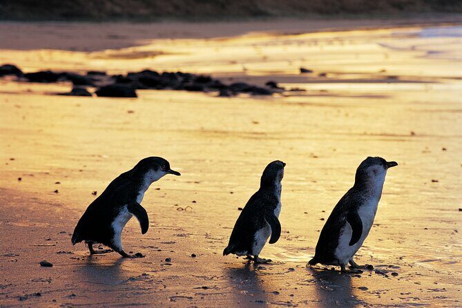 Puffing Billy and Penguin Parade Day Tour From Melbourne - Practical Tips for Making the Most of the Tour