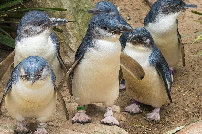 Puffing Billy And Phillip Island Penguin Parade Bus Tour - The Sum Up