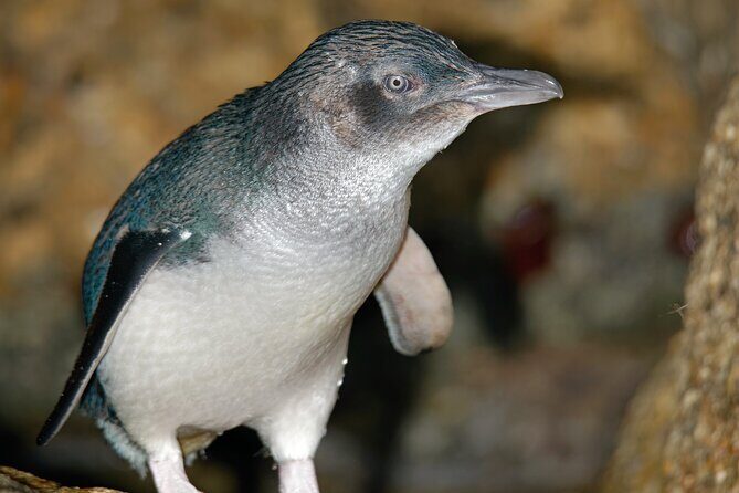 Puffing Billy And Phillip Island Penguin Parade Bus Tour - FAQs