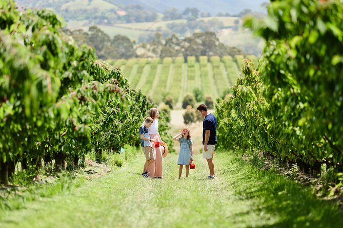 Puffing Billy Steam Train & Cherry Picking Tour from Melbourne - Final Thoughts
