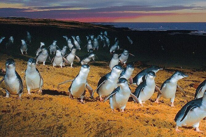 Puffing Billy Train and Phillip Island Penguin Parade Day Tour - The Value for Money
