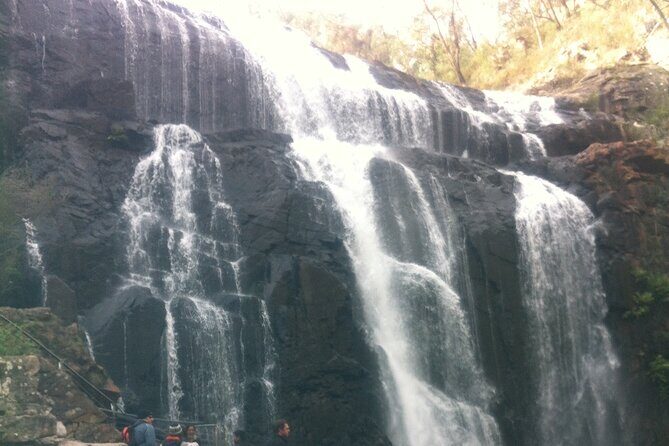 Puffing Billy Train and Phillip Island Penguin Parade Day Tour - Who Should Consider This Tour?