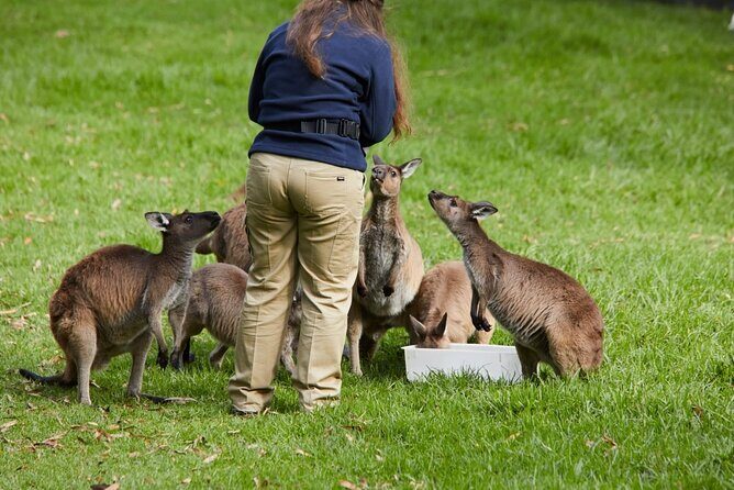 Puffing Billy Train&Healesville Sanctuary&Yarra Valley Wine Tour - An In-Depth Look at the Itinerary
