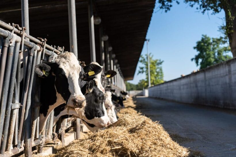 Puglia: Masseria Seppunisi Tour, Cheese, Burrata Tasting - Key Points