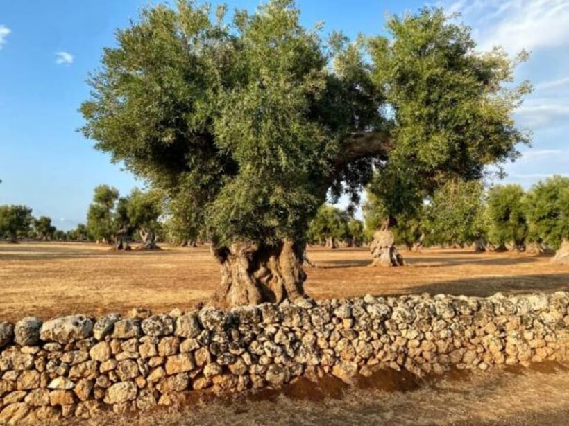 Puglia: Olive Oil Tasting Experience with Olive Grove Walk - Practical Details