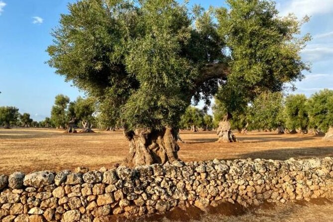 Puglia Olive Oil Tasting Experience with Olive Grove Walk - Who Will Love This Tour?