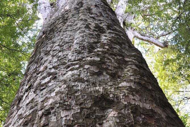 Puketi Rainforest Guided Walks .This is not a Shore Excursion product . - What Travelers Say
