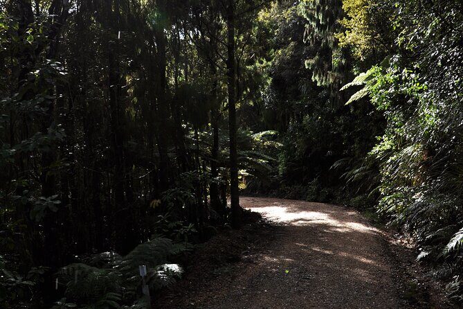 Puketi Rainforest Guided Walks .This is not a Shore Excursion product . - The Value Proposition
