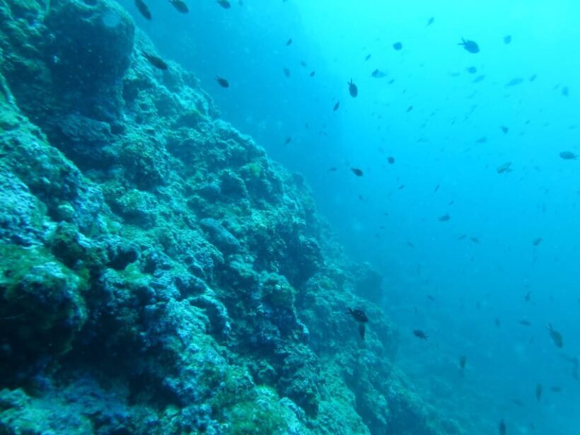 Pula: 2.5-Hour Snorkelling Experience - Who Will Love This Tour?