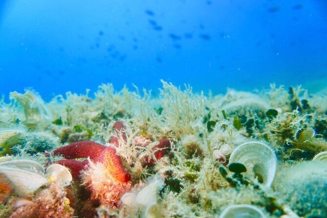 Pula Boat Trip with Snorkeling - Authentic Experiences and Real Insights from Travelers