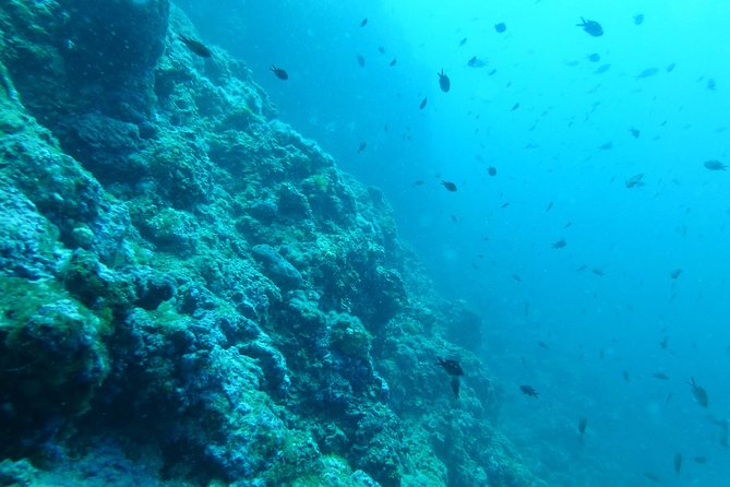 Pula Boat Trip with Snorkeling - Practical Considerations: What You Need to Know