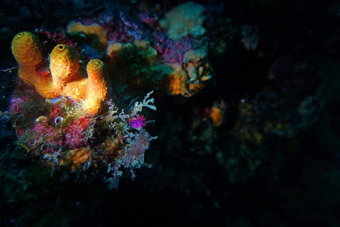 Pula Boat Trip with Snorkeling - Who This Tour Suits Best