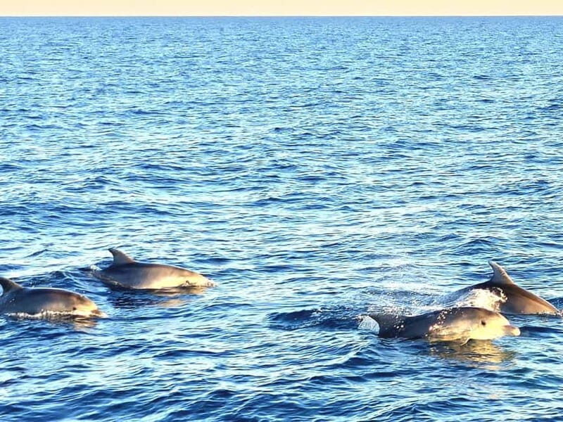 Pula: Brijuni National Park Dolphin Watching Tour w/Dinner - The Value of This Experience