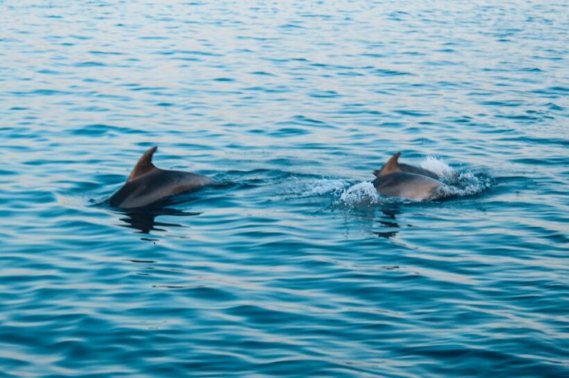 Pula: Brijuni Sunset Dolphin Cruise with Dinner & Drinks - FAQs